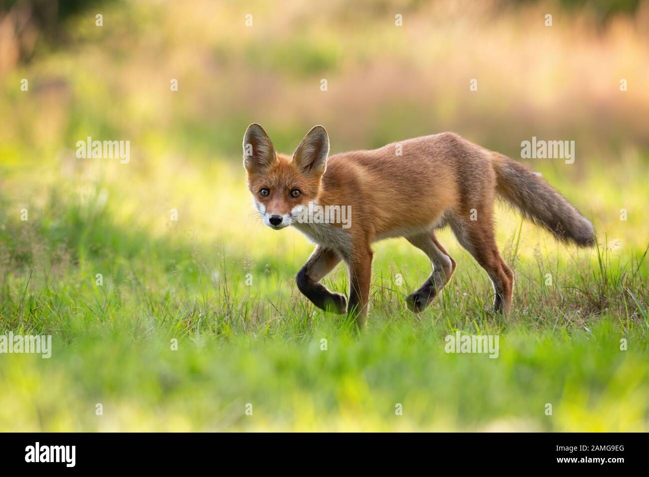 Playful red fox cub hunting on a green hay field in summer nature Stock ...
