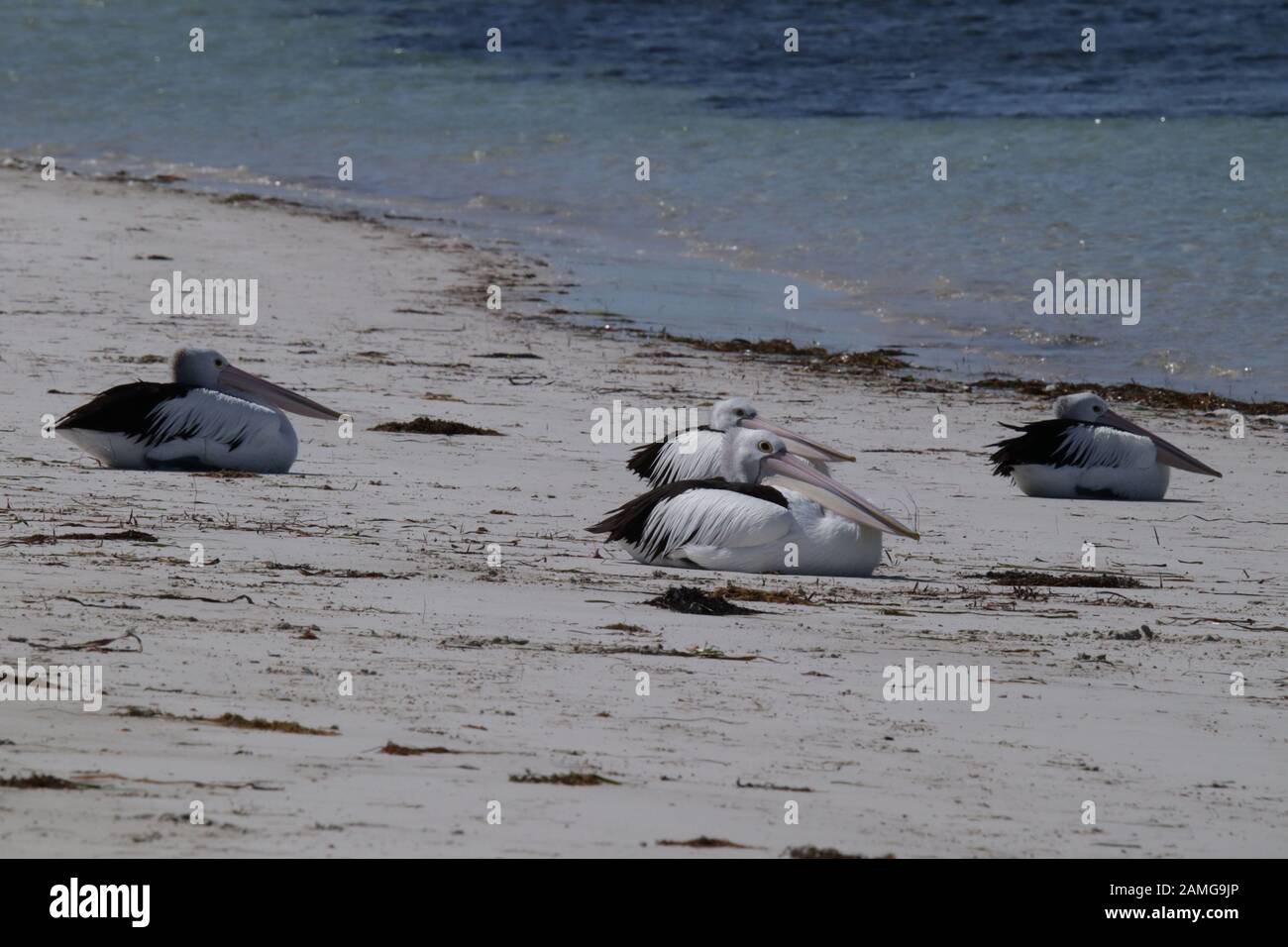 Australian Pelican life Stock Photo - Alamy
