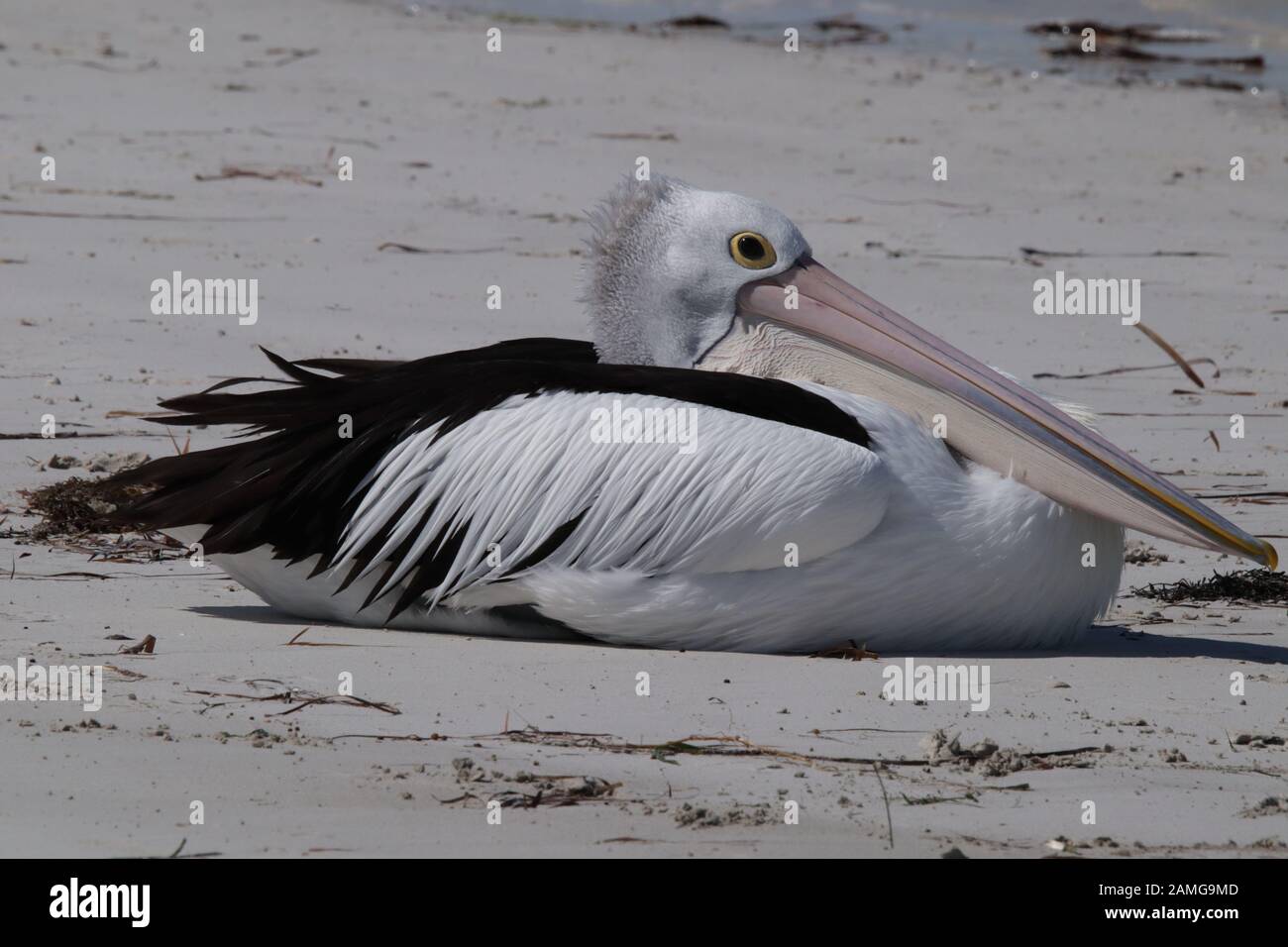 Australian Pelican life Stock Photo - Alamy