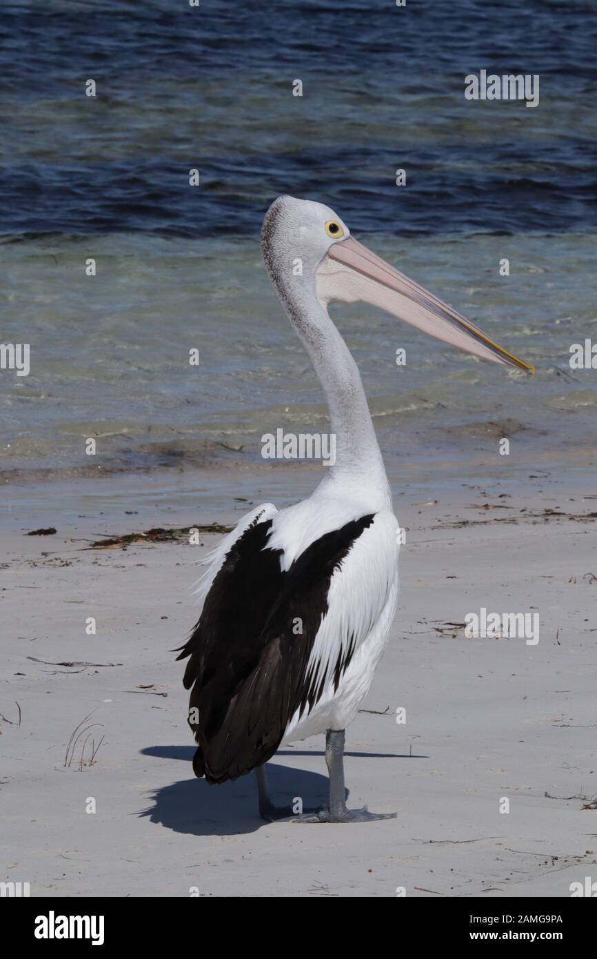 Australian Pelican life Stock Photo - Alamy