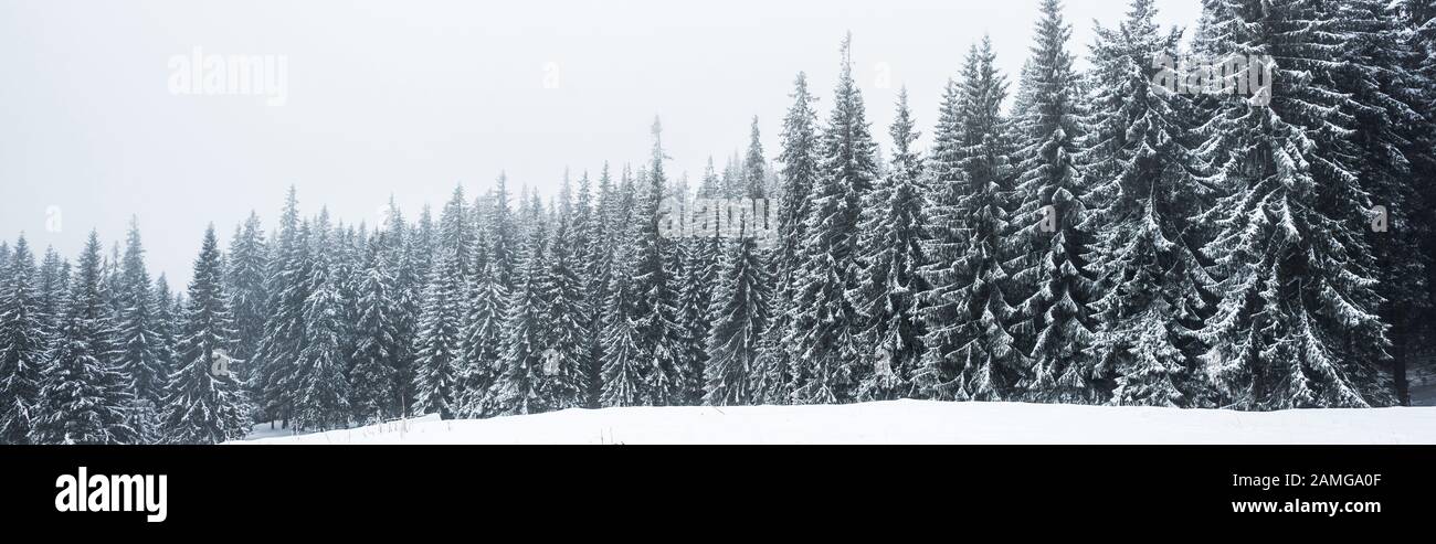Panoramic shot snowy forest hi-res stock photography and images - Alamy