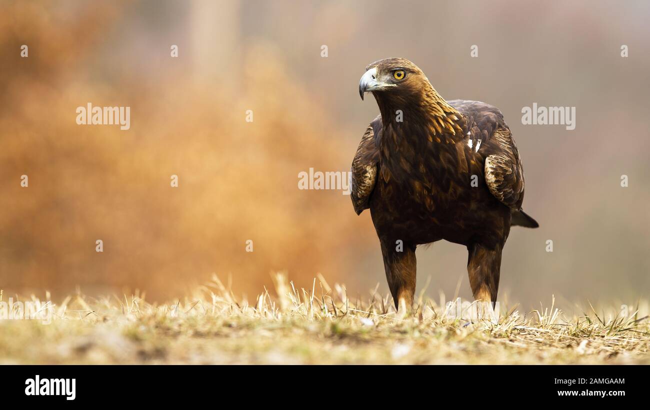 Golden eagle, aquila chrysaetos, with brown plumage and powerful beak ...