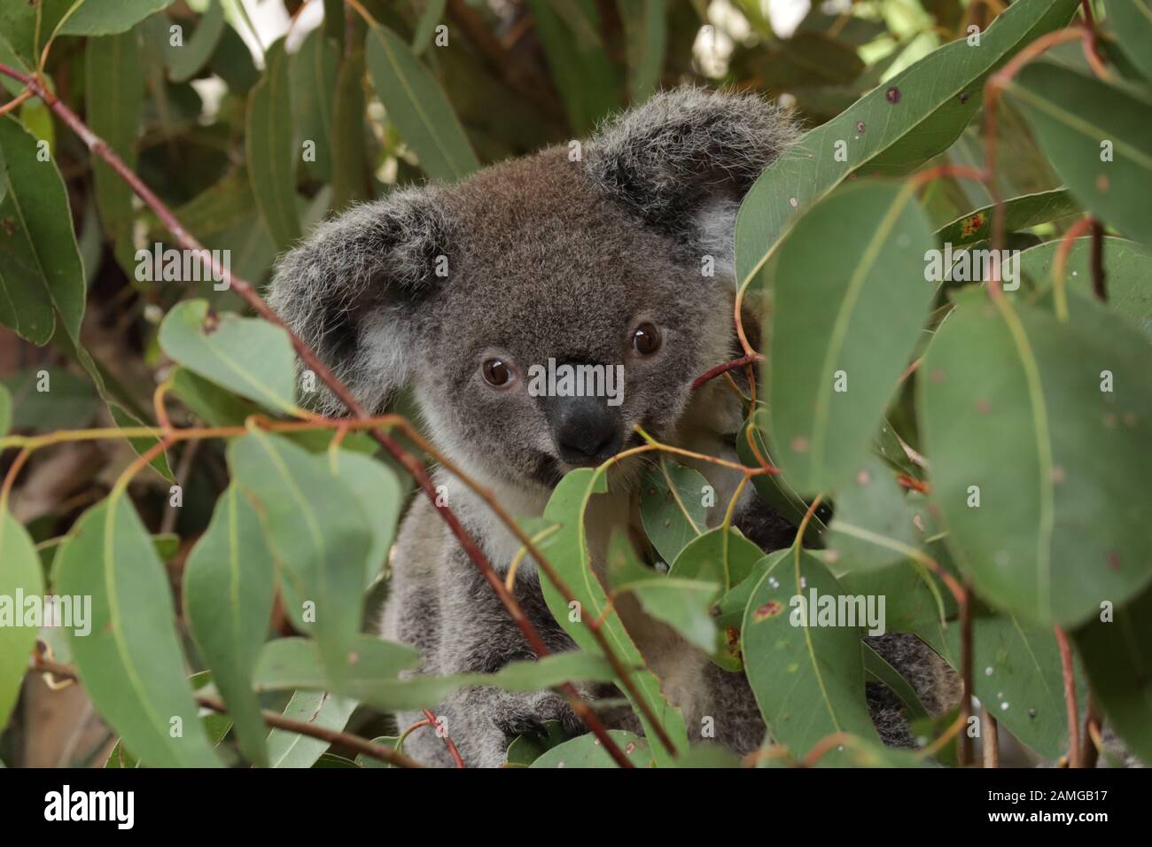 Curious koala hi-res stock photography and images - Alamy