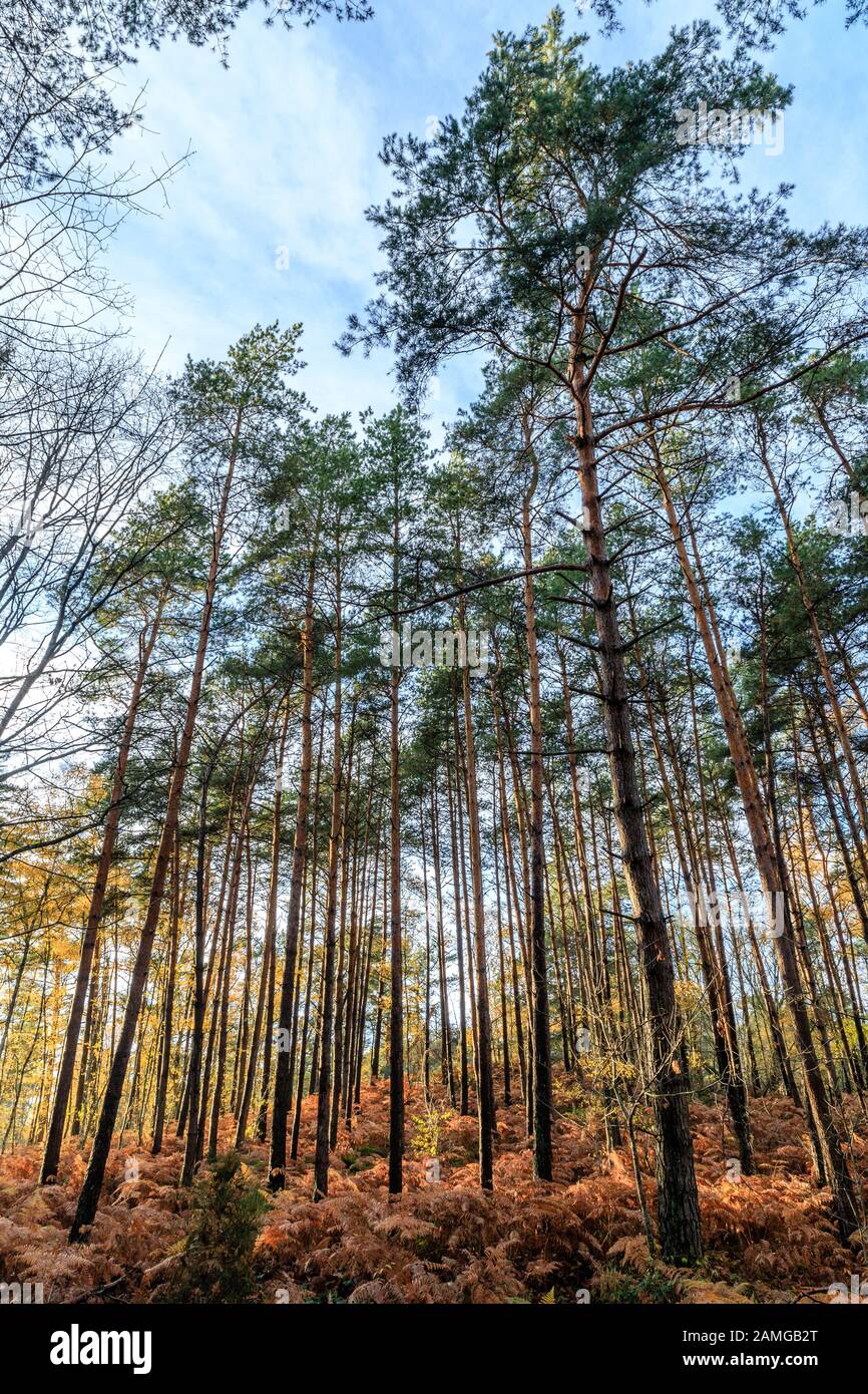 France, Seine et Marne, Fontainebleau, Fontainebleau forest ...