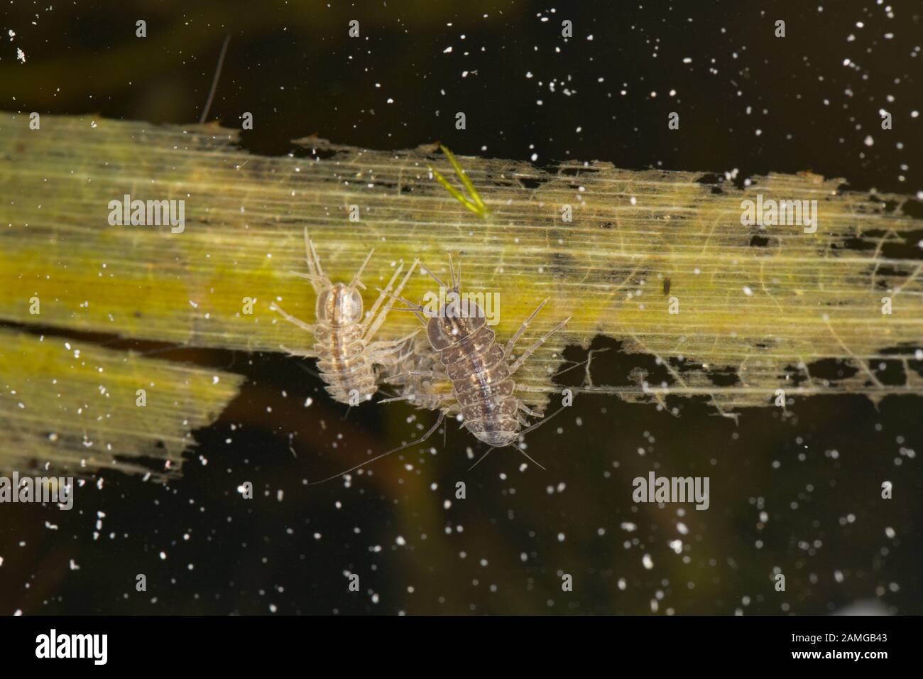 Freshwater lice, Asellus aquaticus, on rotting vegetation in a garden ...