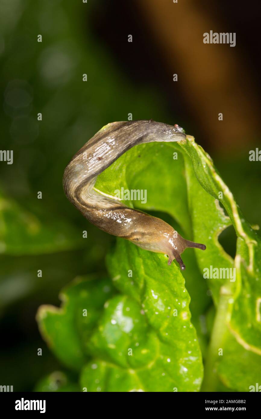Slug pest damage garden hi-res stock photography and images - Alamy