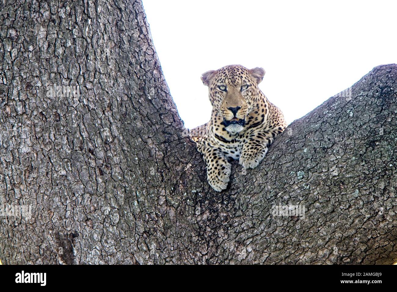 African Leopard (Panthera pardus pardus) sat in a tree, Maasai Mara ...