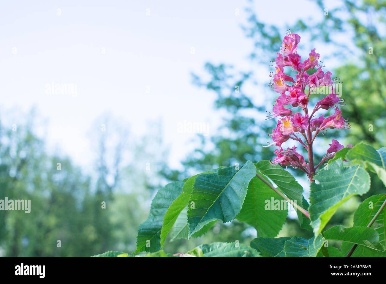 Pink chestnut tree blossoms Stock Photo - Alamy