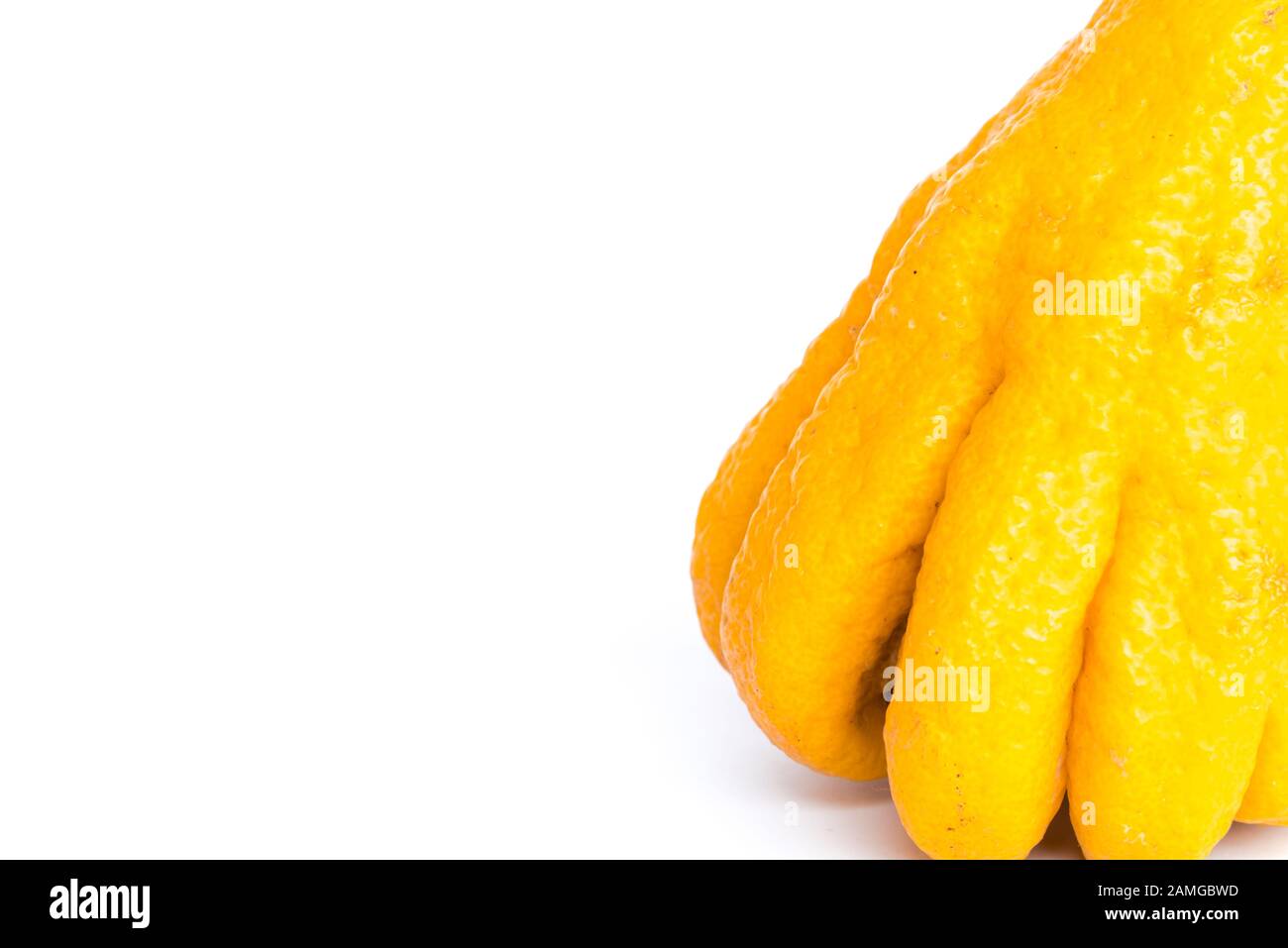 Studio shot close-up bright yellow Fingered Citron Buddha Hand citrus ...