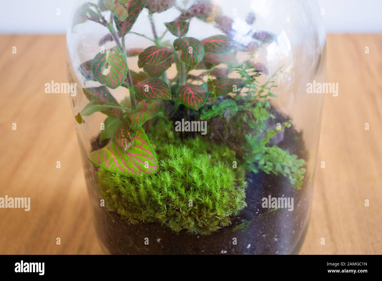Terrarium indoor hi-res stock photography and images - Alamy
