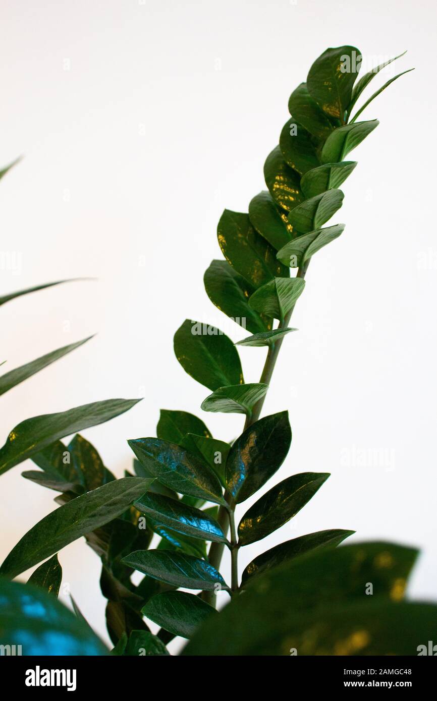 ZZ plant against white background Stock Photo - Alamy