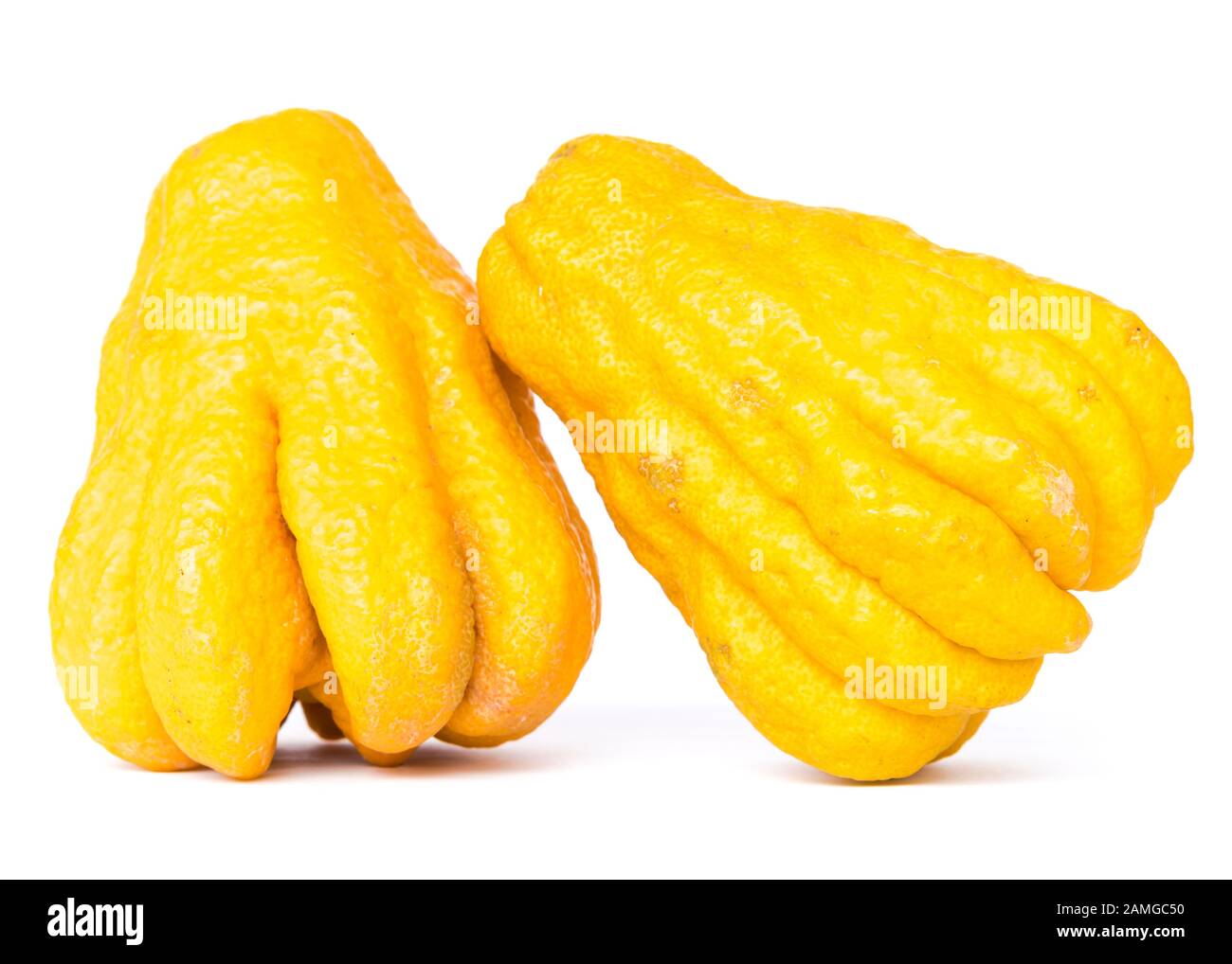 Studio shot two bright yellow Fingered Citron Buddha Hand citrus ...