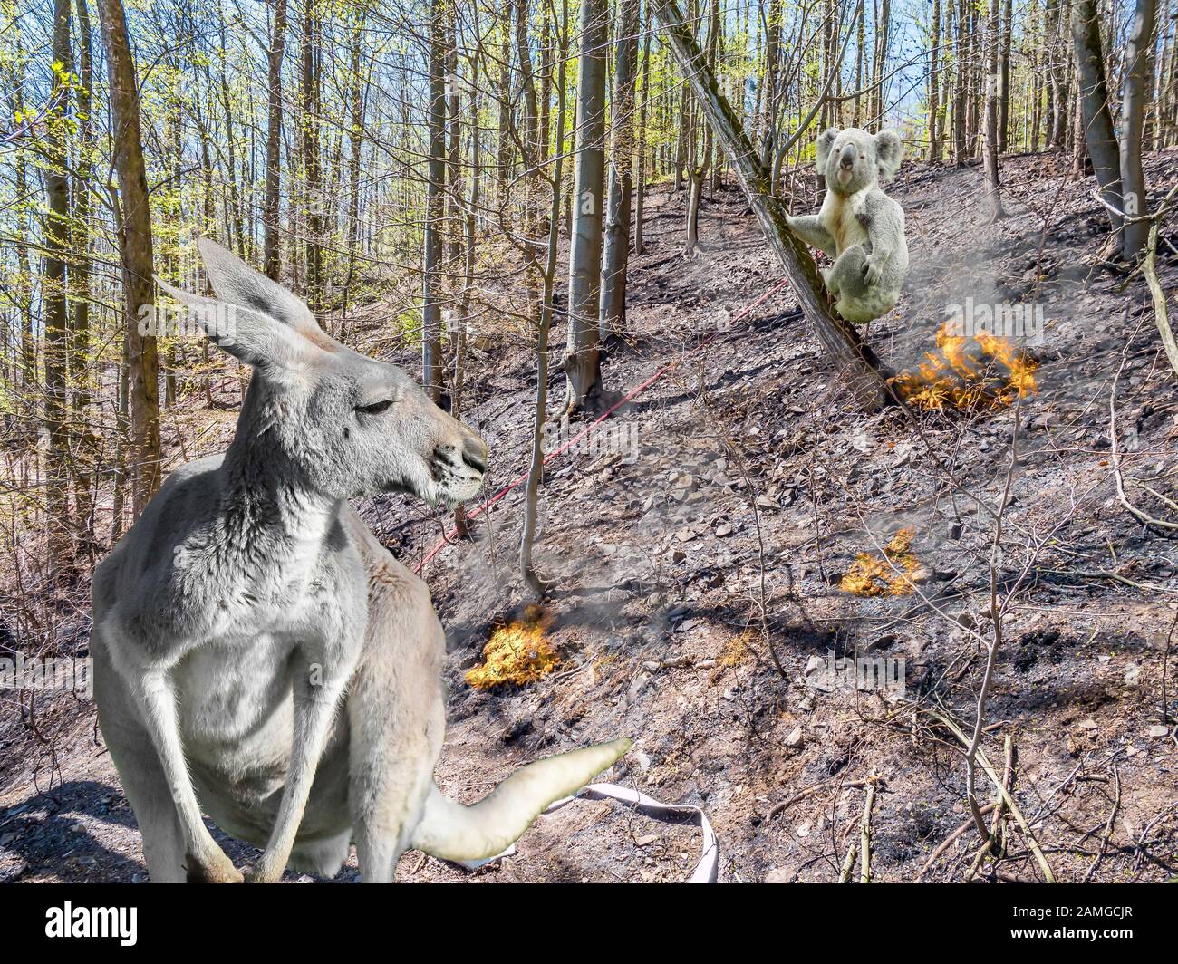Kangaroo and Koala bushfires Australia Symbolic Stock Photo - Alamy