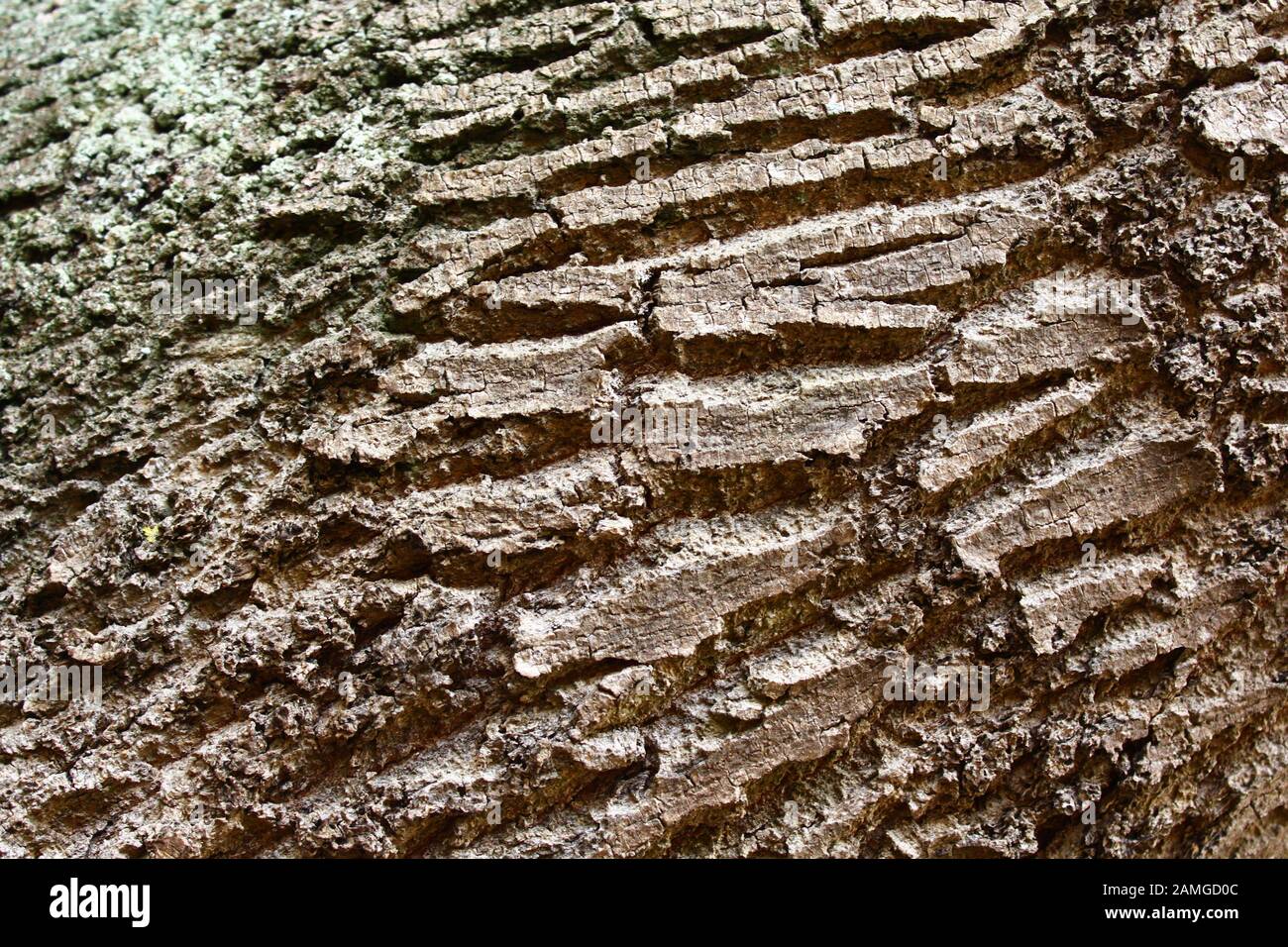 The picture shows a brown tree bark Stock Photo - Alamy