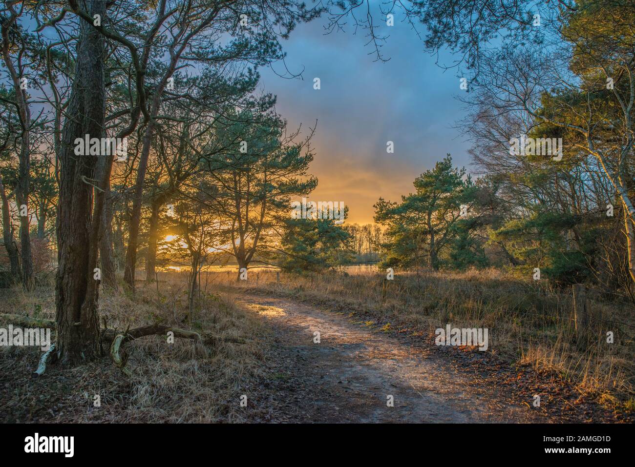 Tree in dutch forest hi-res stock photography and images - Alamy