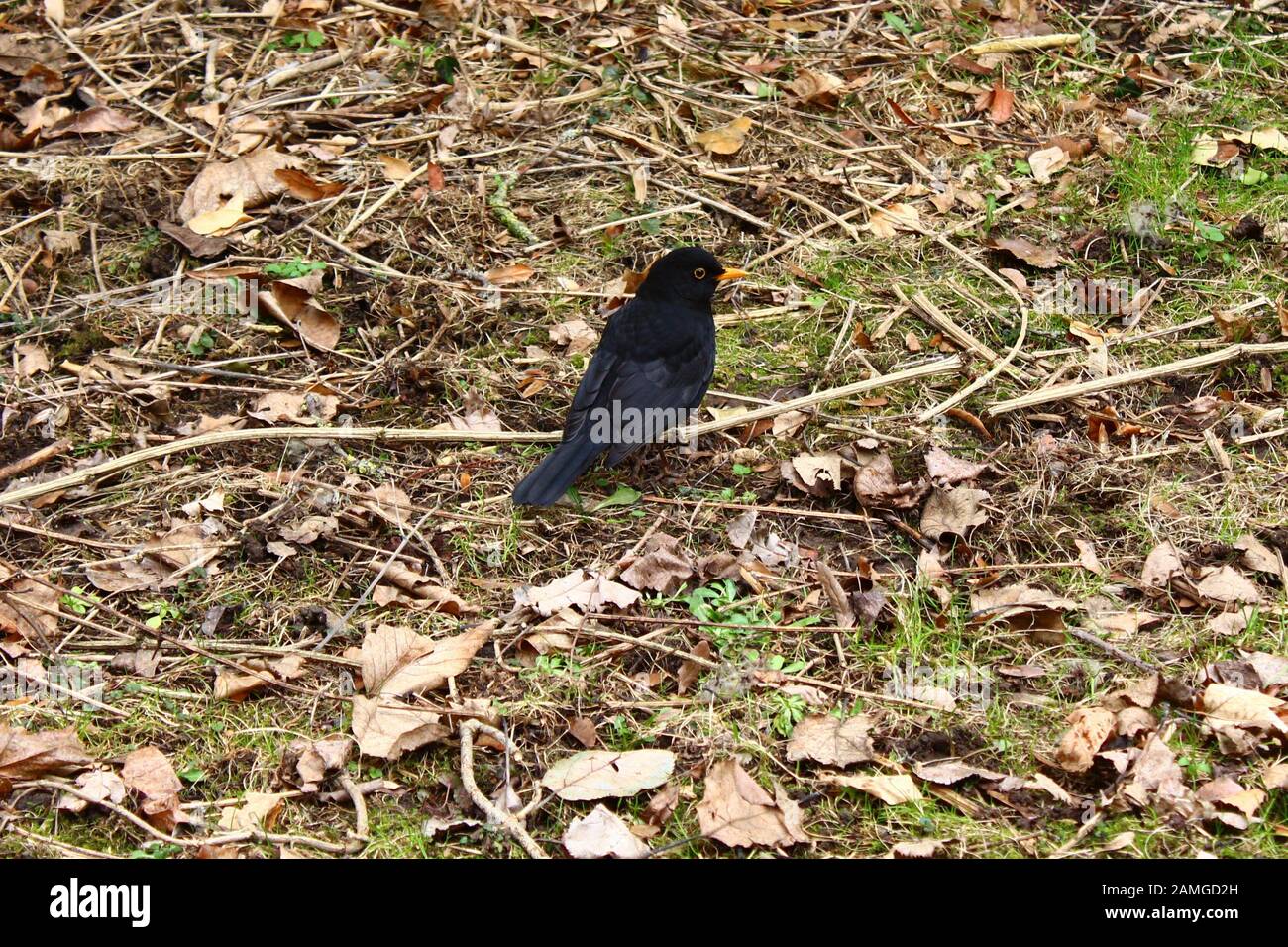 The picture shows a merl in the leaves Stock Photo - Alamy