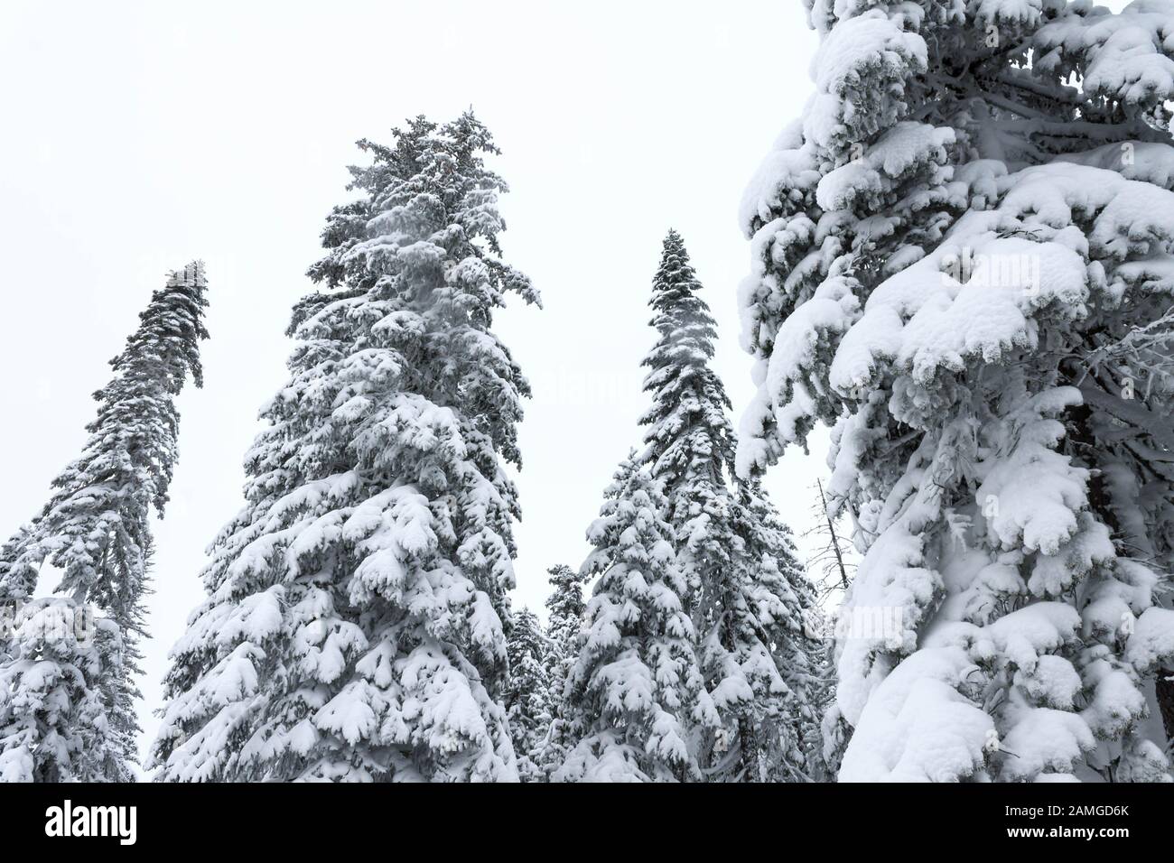 Winter forest snowy taiga. Tops of conifers. Beautiful nature of ...