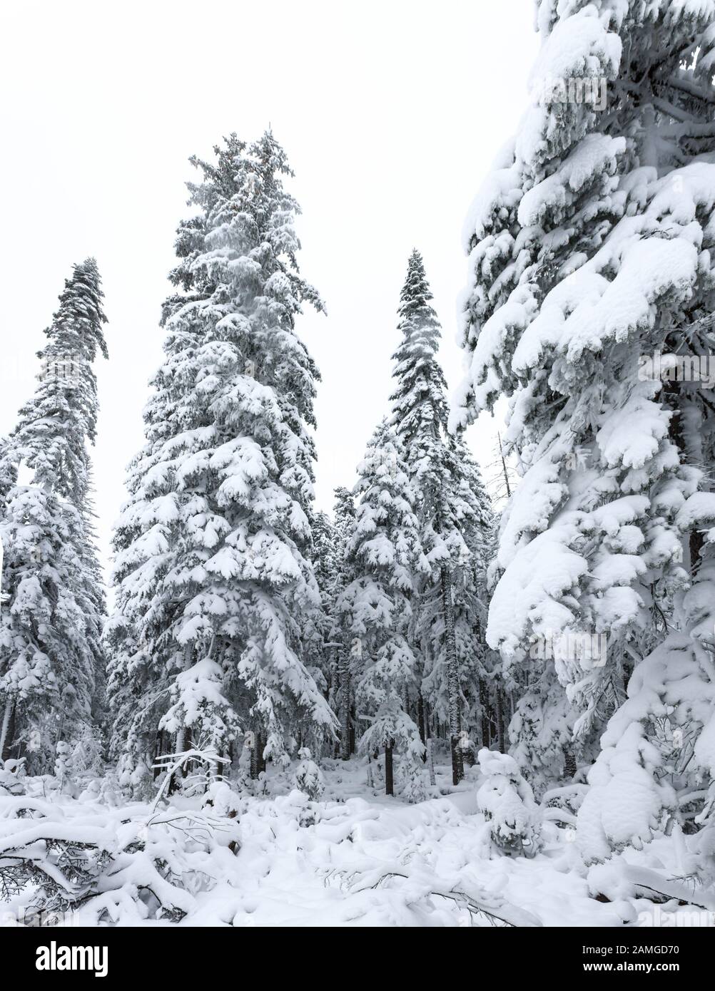 Winter forest snowy taiga. Tops of conifers. Beautiful nature of ...
