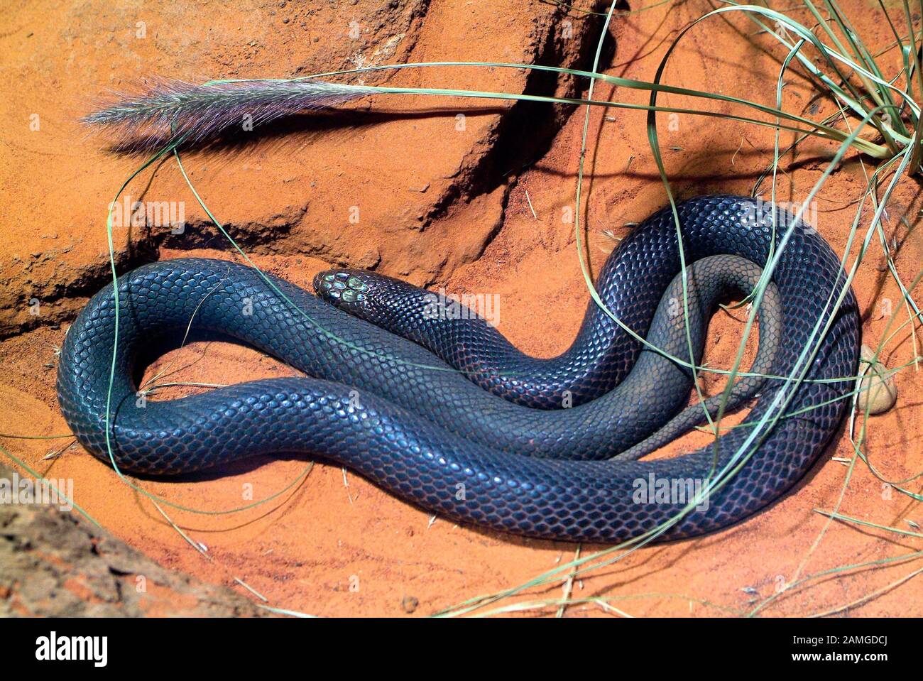 Taipan snake hi-res stock photography and images - Alamy