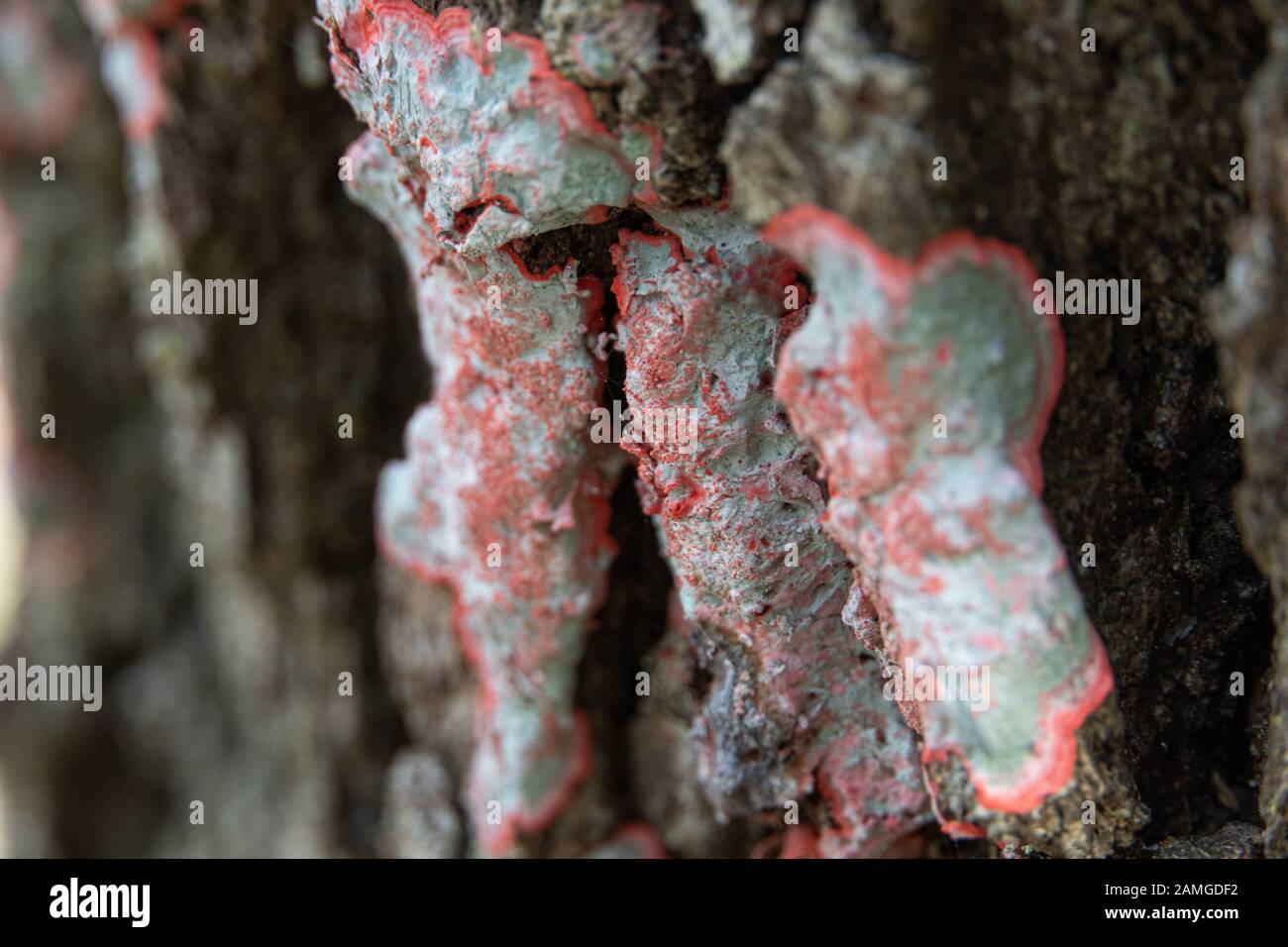 Florida fungus hi-res stock photography and images - Alamy