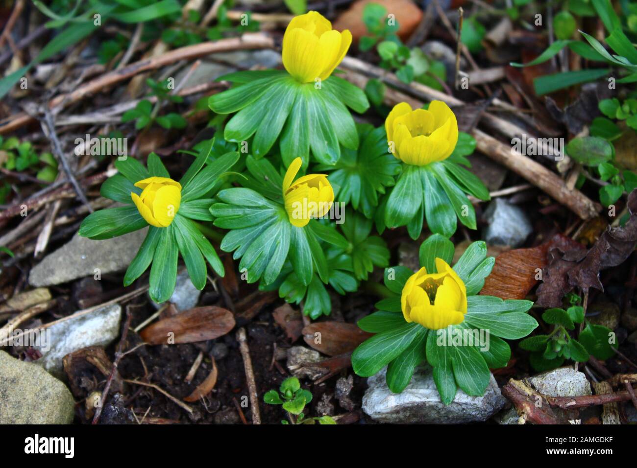 The picture shows winter aconites in the februar Stock Photo - Alamy