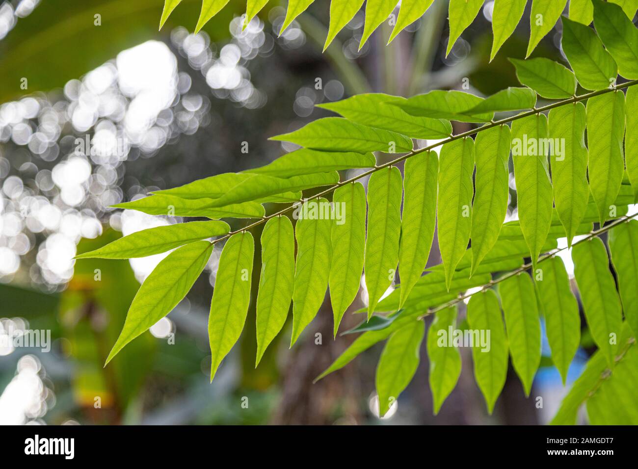 Close up of young fresh green tree leaves in sunshine. Natural ...