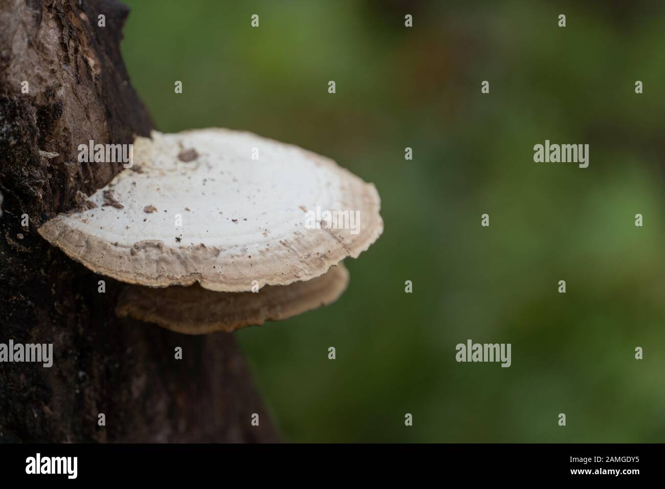 Florida fungus hi-res stock photography and images - Alamy