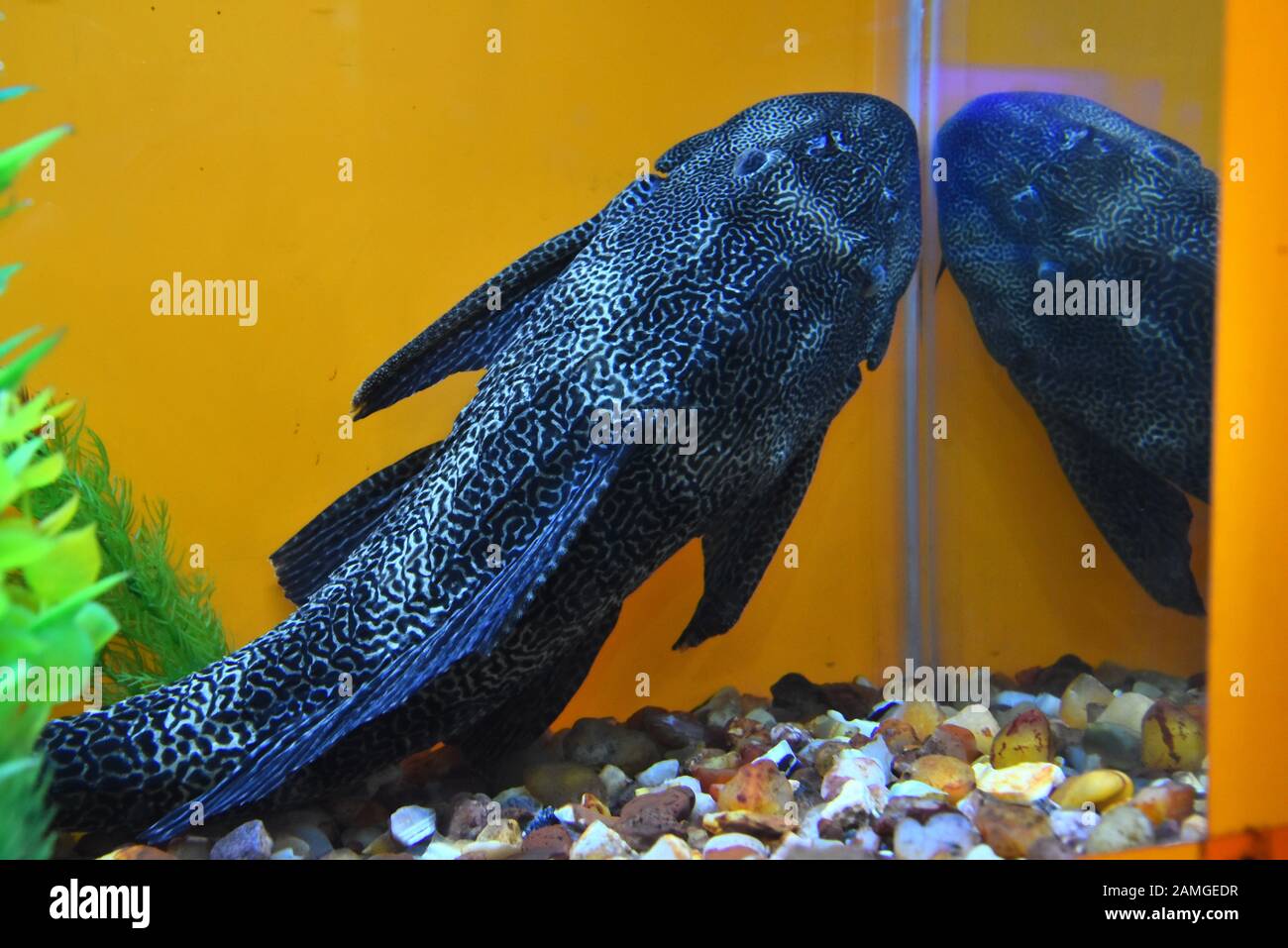 Sucker fish hi-res stock photography and images - Alamy