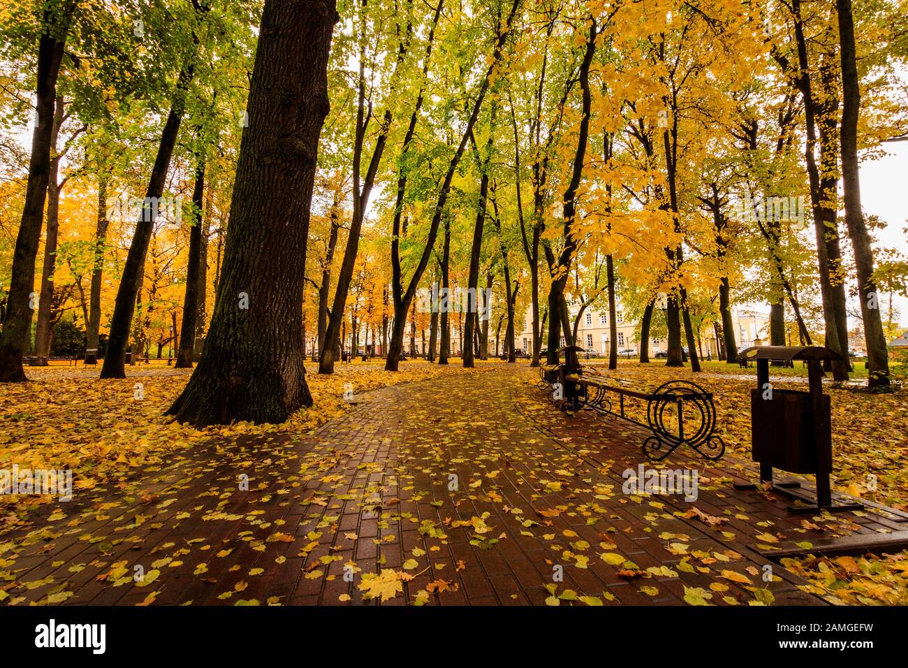 Leaf fall in the park in autumn. Landscape with maples and other trees on a cloudy day Stock ...