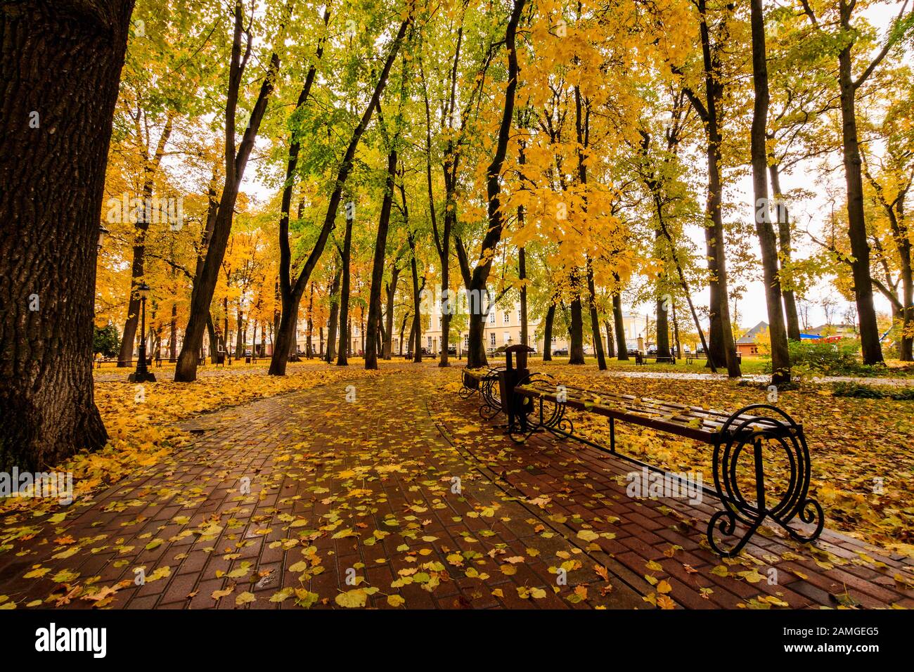Leaf fall in the park in autumn. Landscape with maples and other trees ...