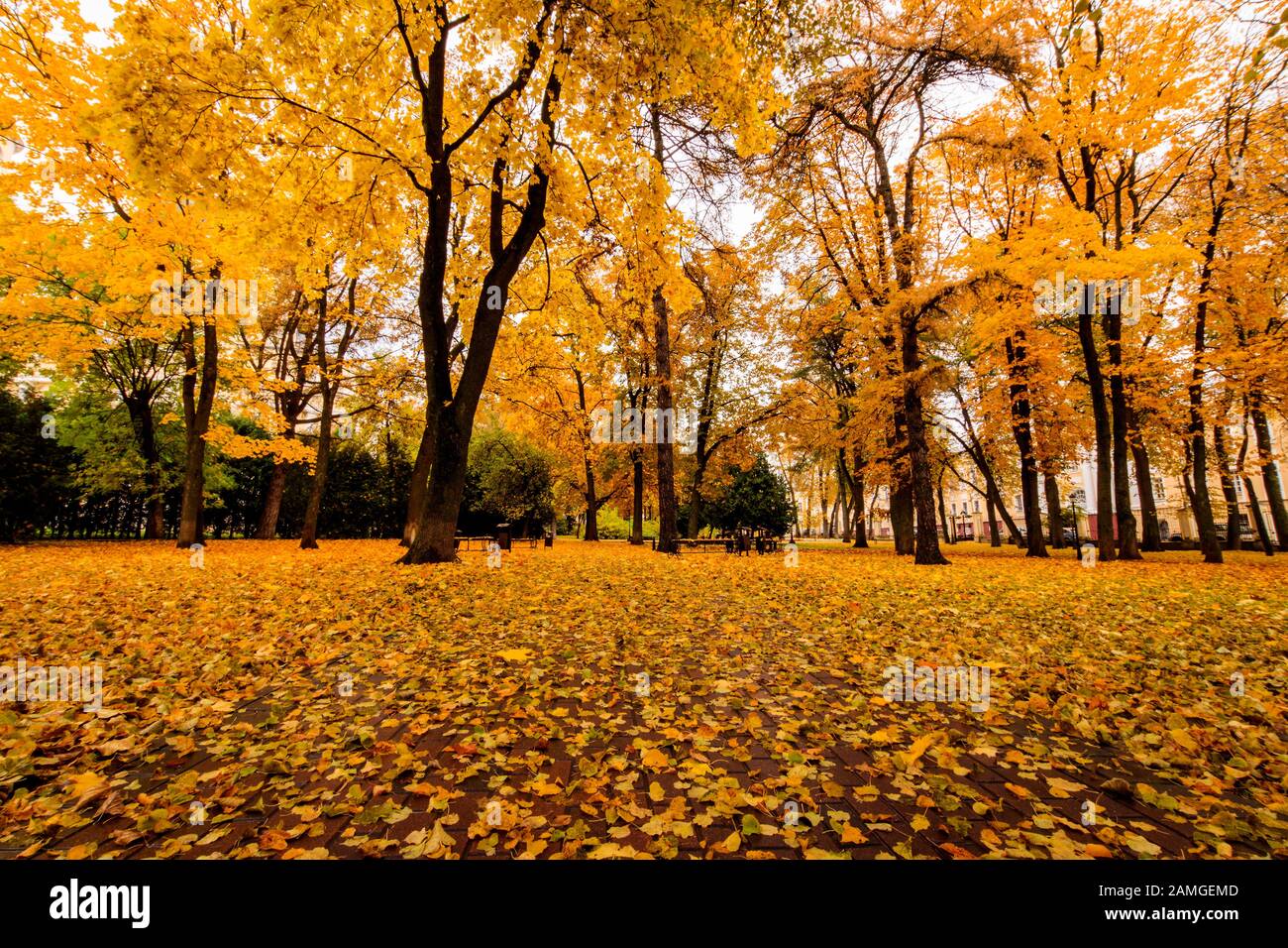 Leaf fall in the park in autumn. Landscape with maples and other trees on a cloudy day Stock ...