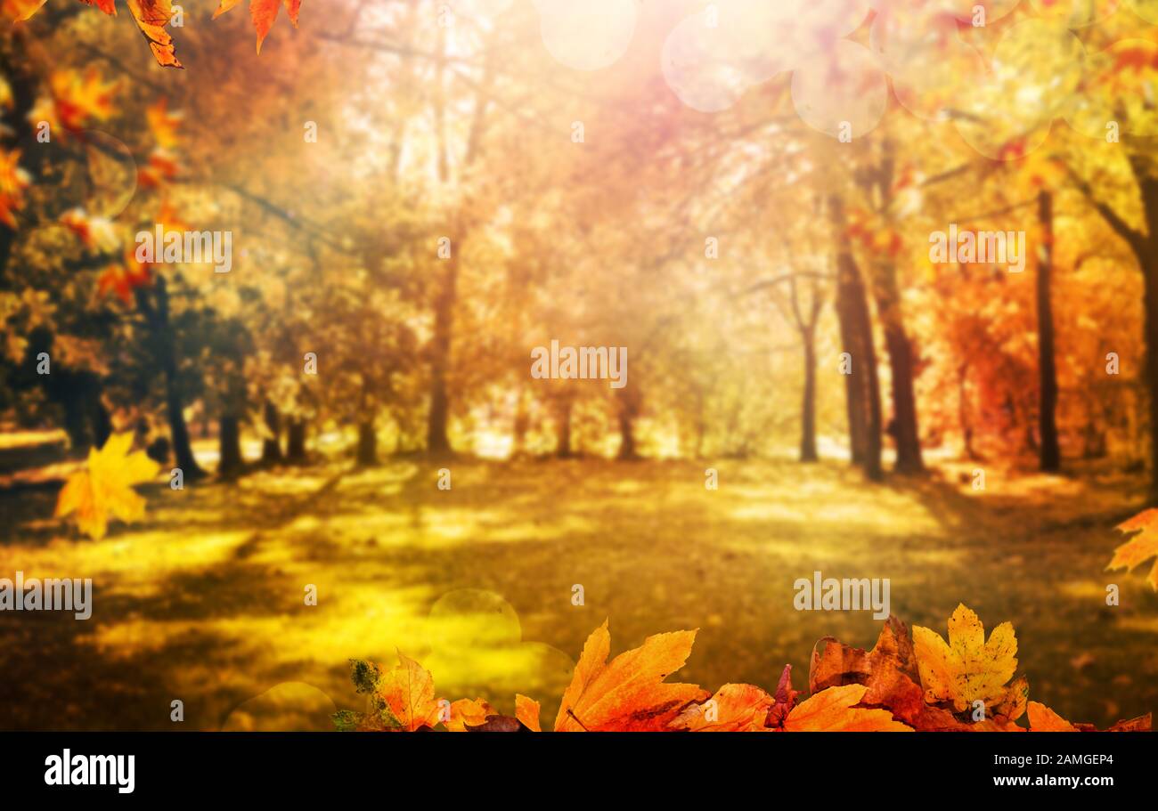 maple leaves and trees in park, autumn abstract background Stock Photo ...