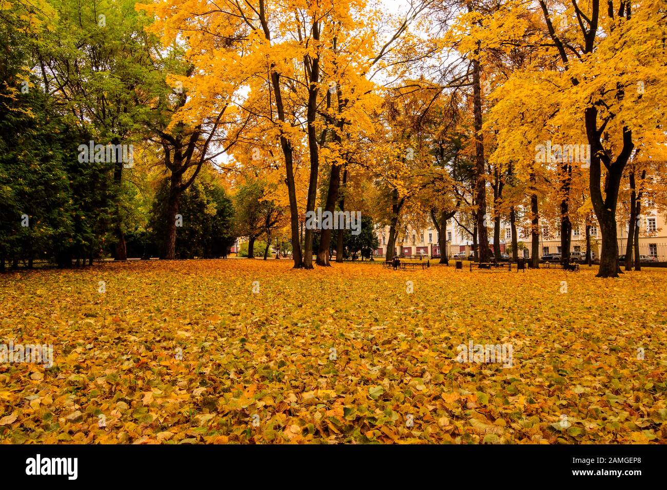 Leaf fall in the park in autumn. Landscape with maples and other trees ...