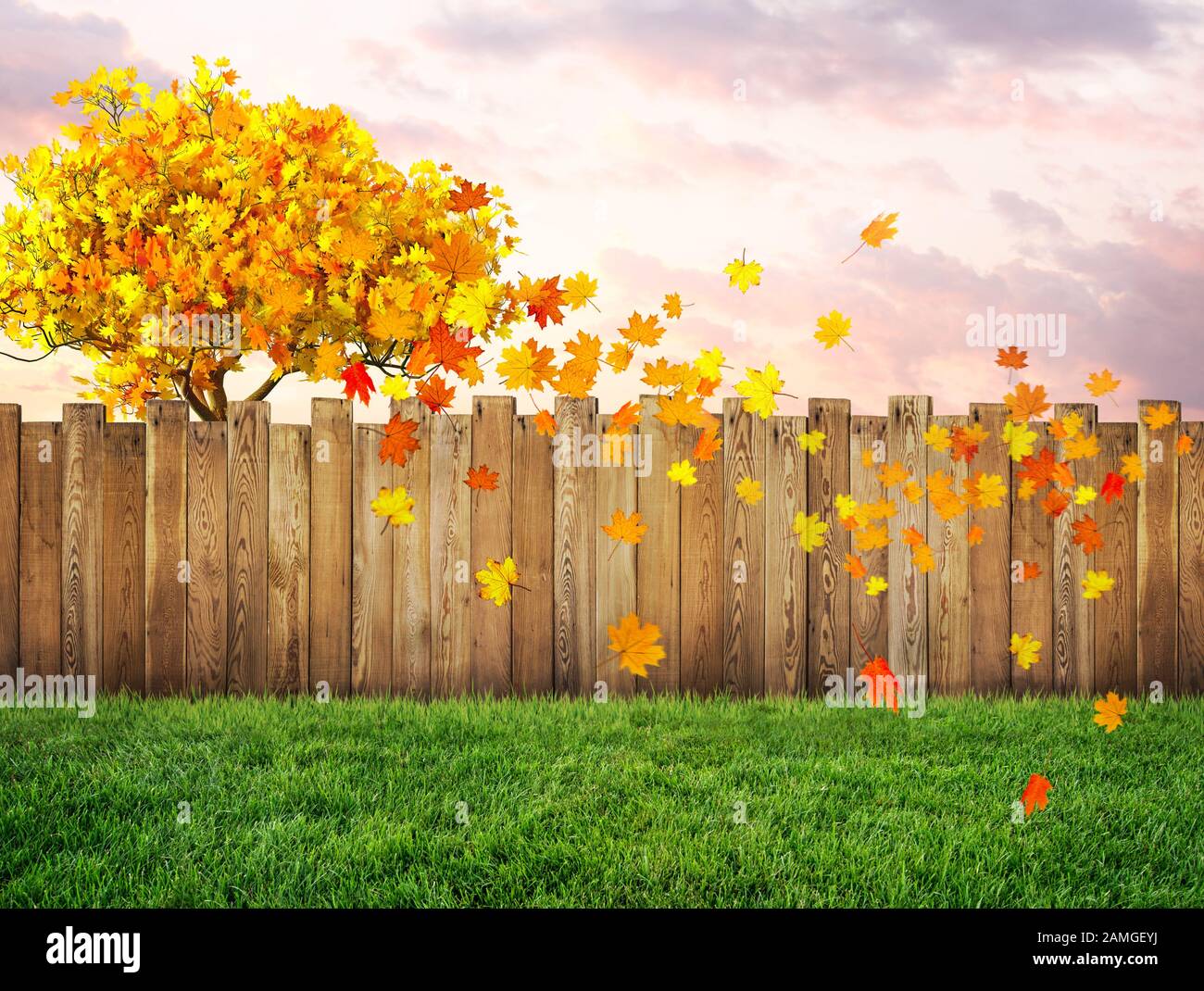 garden backyard at autumn with maple tree and falling leaves Stock ...