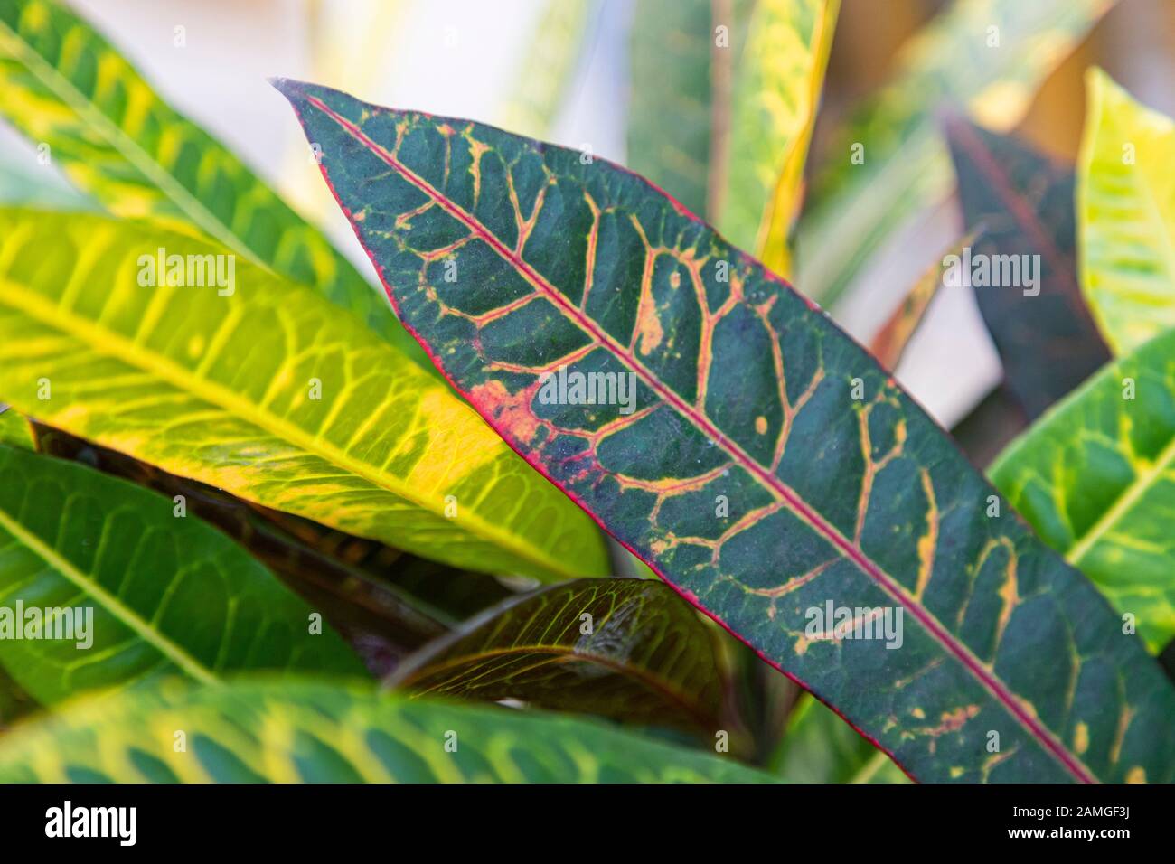 Close up of young fresh green tree leaves in sunshine. Natural ...