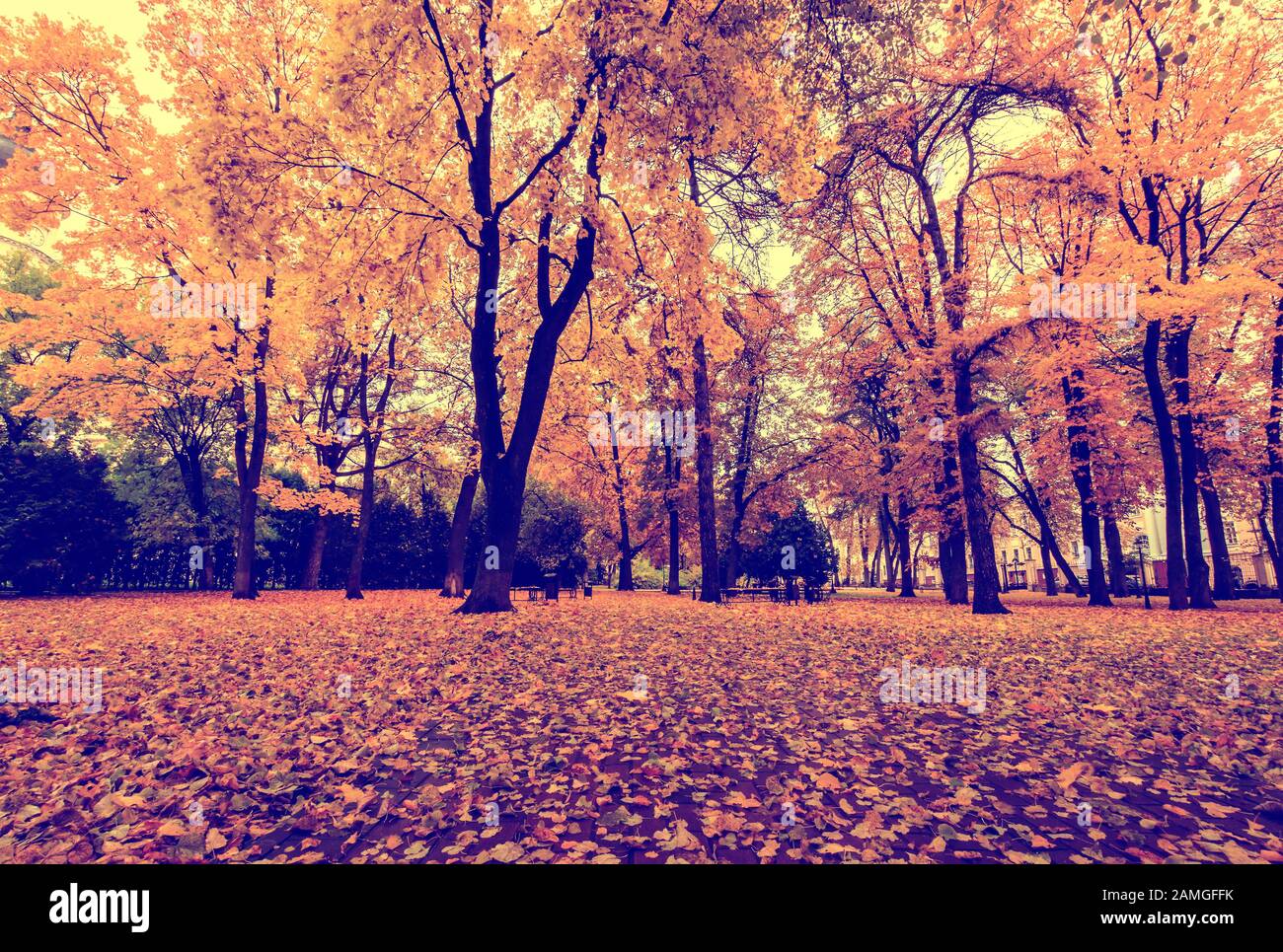 Leaf fall in the park in autumn. Landscape with maples and other trees on a cloudy day Stock ...