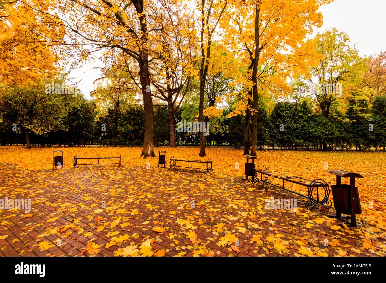 Leaf fall in the park in autumn. Landscape with maples and other trees on a cloudy day Stock ...
