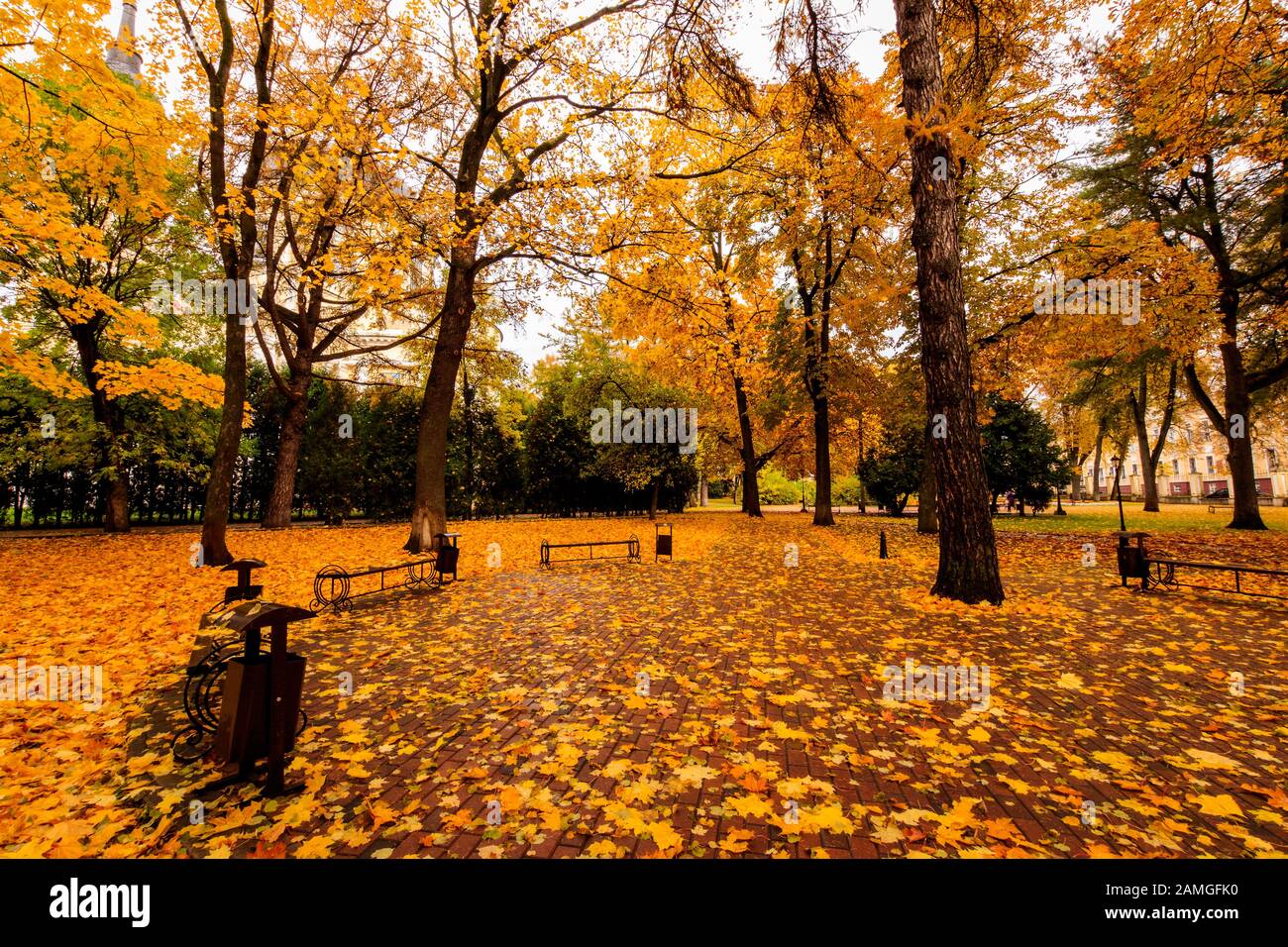 Leaf fall in the park in autumn. Landscape with maples and other trees on a cloudy day Stock ...