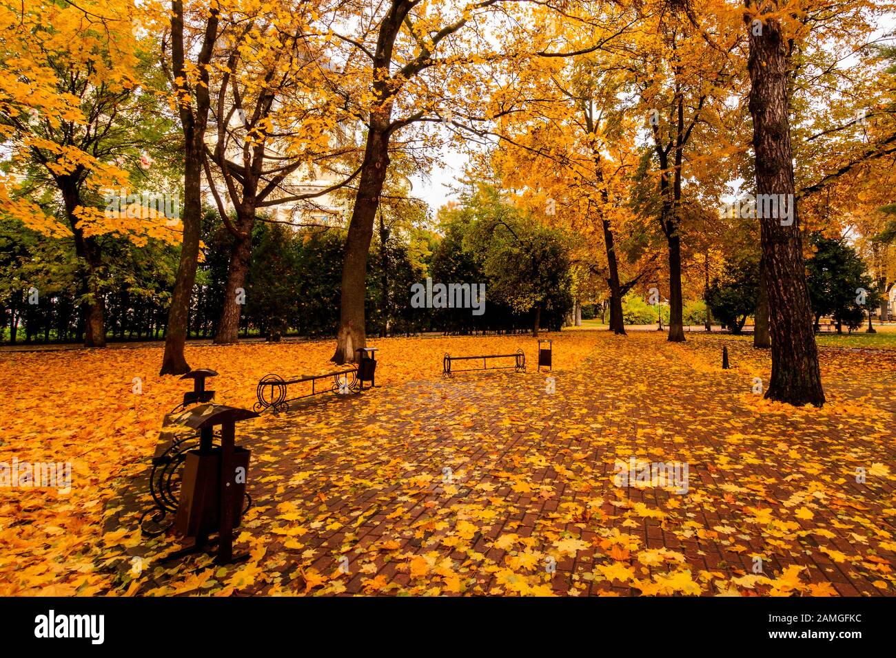 Leaf fall in the park in autumn. Landscape with maples and other trees on a cloudy day Stock ...