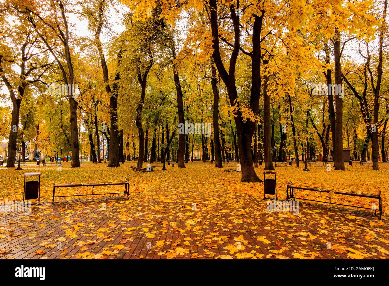 Leaf fall in the park in autumn. Landscape with maples and other trees on a cloudy day Stock ...
