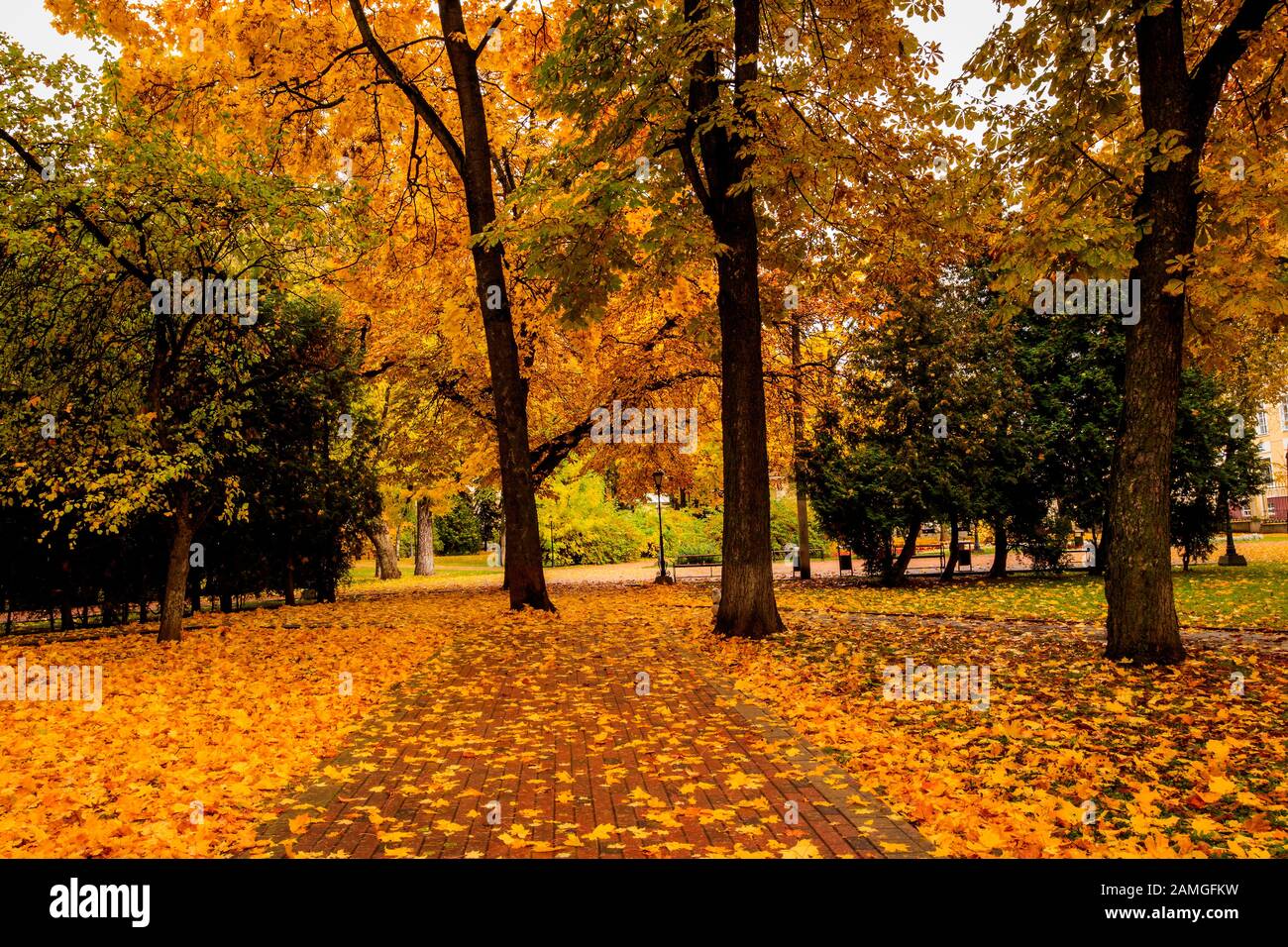 Leaf fall in the park in autumn. Landscape with maples and other trees on a cloudy day Stock ...