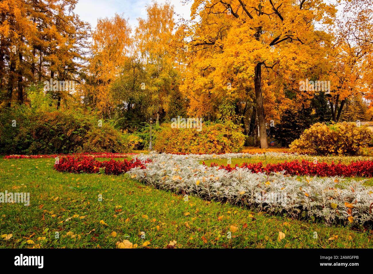 Leaf fall in the park in autumn. Landscape with maples and other trees on a cloudy day and ...