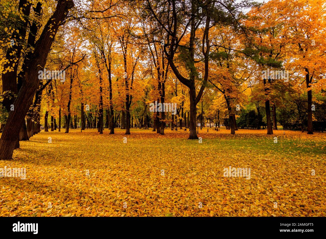 Leaf fall in the park in autumn. Landscape with maples and other trees on a cloudy day Stock ...