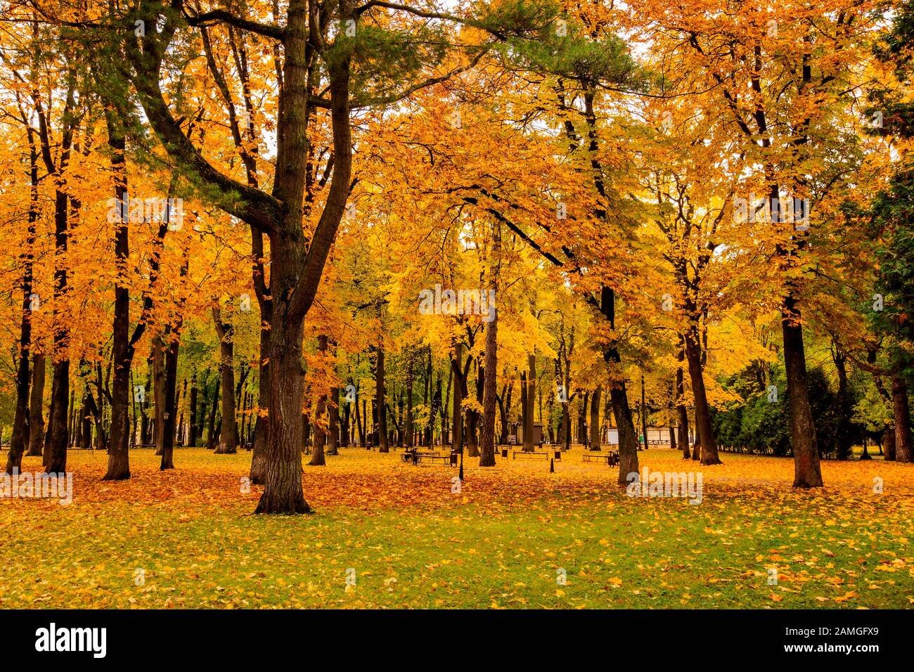 Leaf fall in the park in autumn. Landscape with maples and other trees on a cloudy day Stock ...