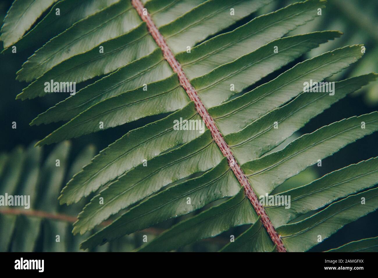 Perfect natural pattern of the fern. Color green Stock Photo - Alamy
