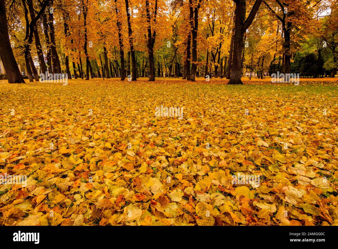 Leaf fall in the park in autumn. Landscape with maples and other trees on a cloudy day Stock ...
