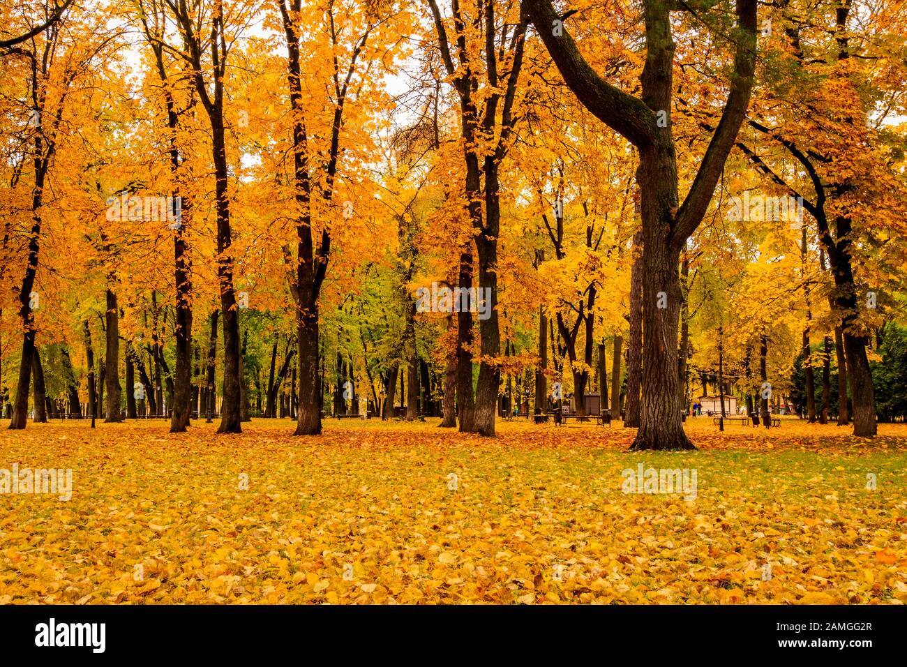 Leaf fall in the park in autumn. Landscape with maples and other trees on a cloudy day Stock ...