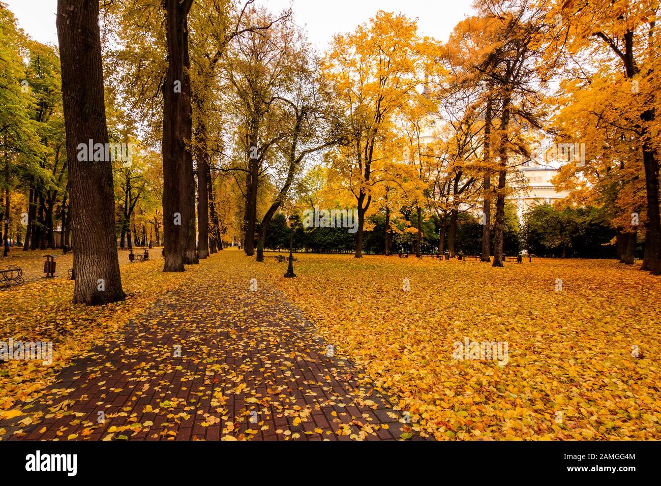 Leaf fall in the park in autumn. Landscape with maples and other trees on a cloudy day Stock ...