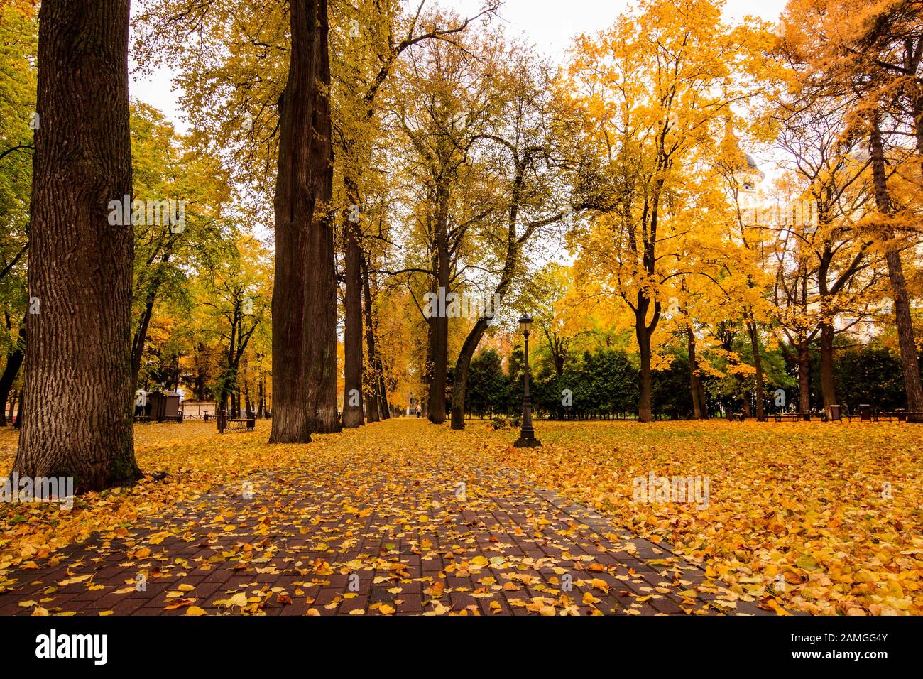 Leaf fall in the park in autumn. Landscape with maples and other trees on a cloudy day Stock ...