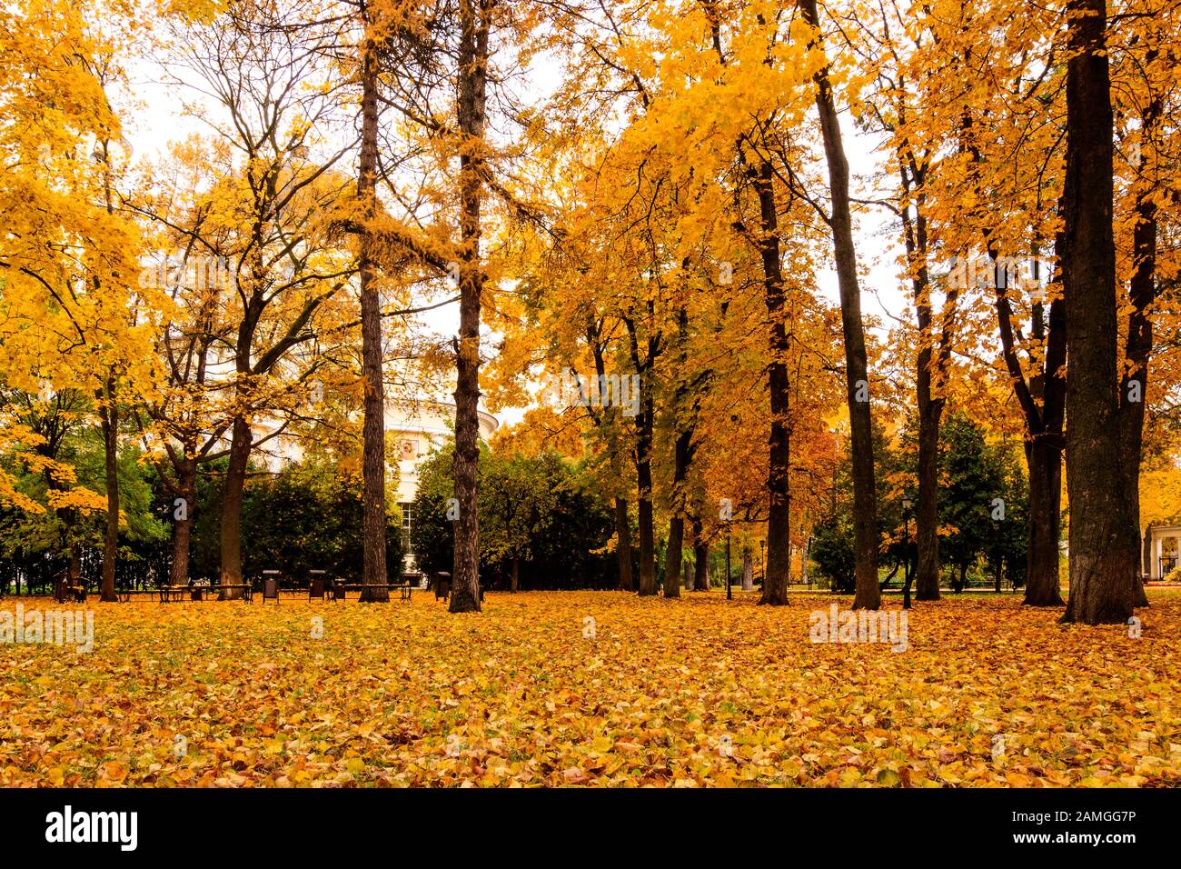 Leaf fall in the park in autumn. Landscape with maples and other trees on a cloudy day Stock ...